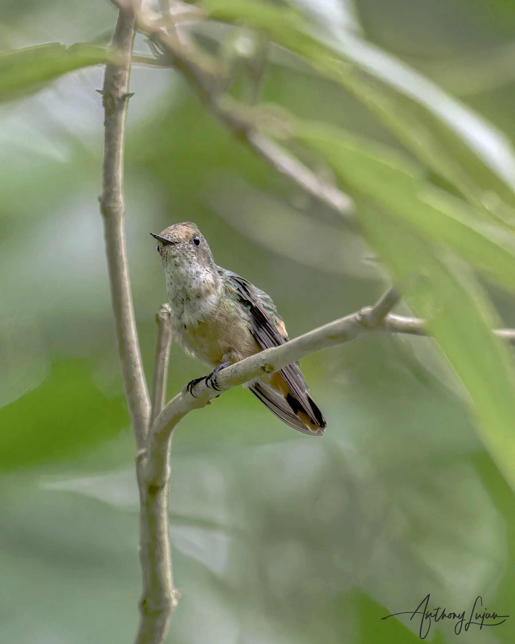 How I Photographed the Short-crested Coquette — Anthony Lujan