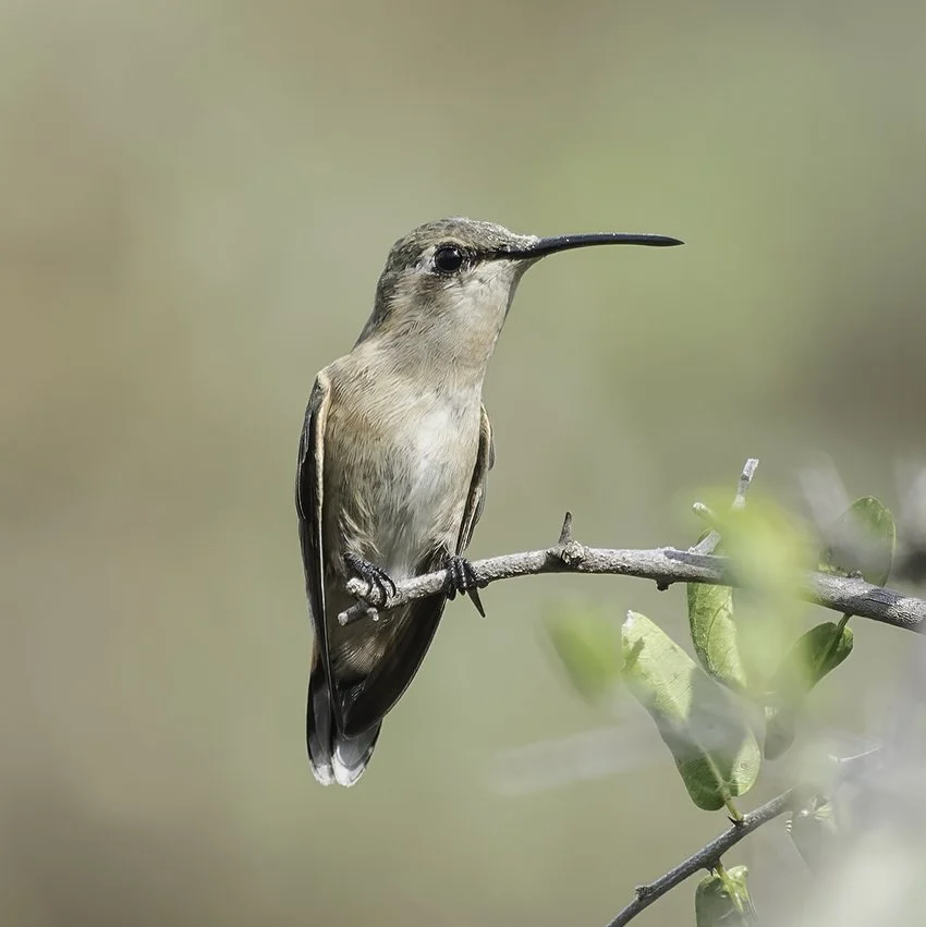 Beautiful Hummingbird — Anthony Lujan