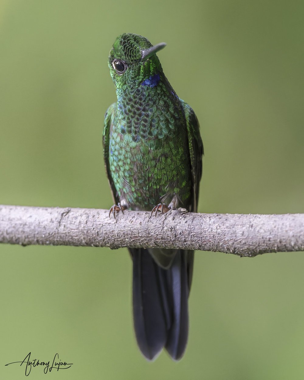 Green-crowned Brilliant — Anthony Lujan