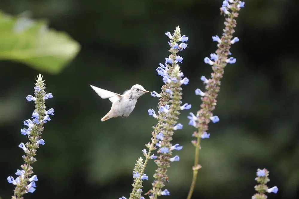 Petaluma’s Rare White Hummingbird: A Birdwatcher's Delight — Anthony Lujan