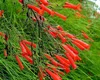 Light Up Your Yard with Firecracker Plants: A Hummingbird's Delight ...