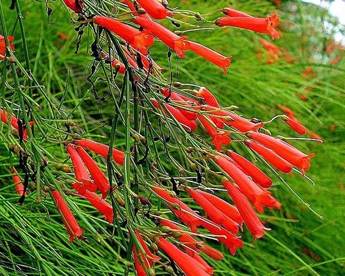 Light Up Your Yard with Firecracker Plants: A Hummingbird's Delight ...