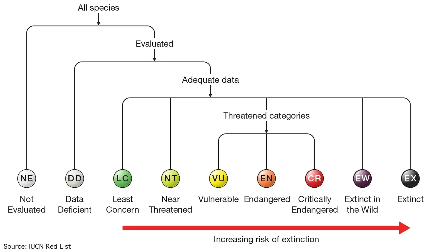 Hummingbirds on the Endangered Species List — Anthony Lujan