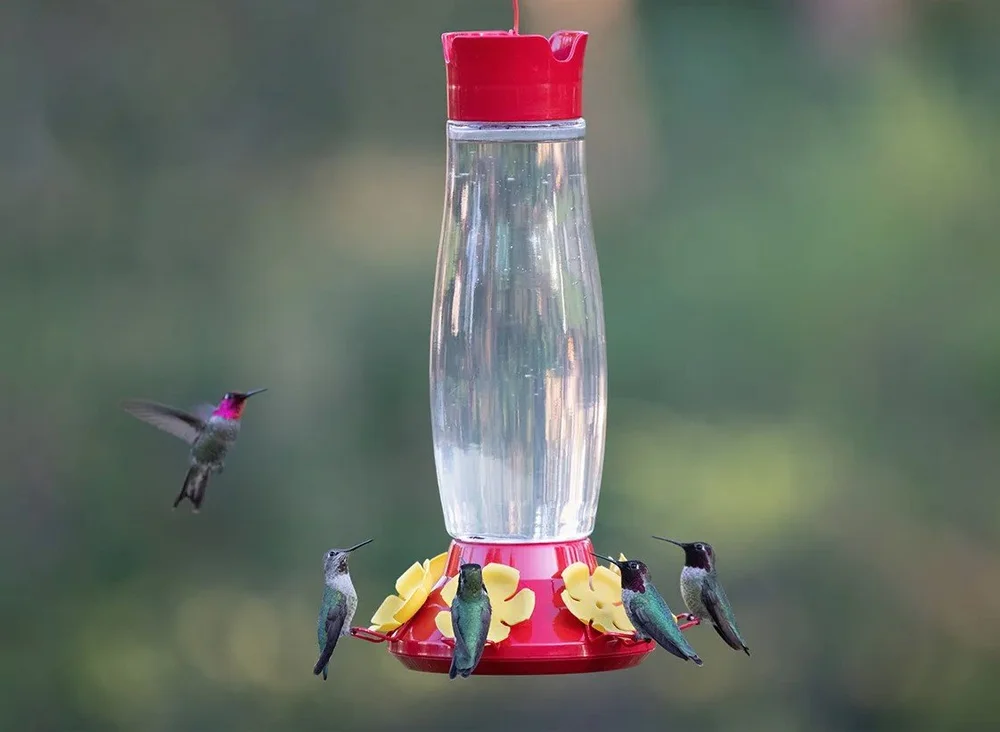 Glass vs. Plastic Hummingbird Feeders: Which is Better? — Anthony Lujan