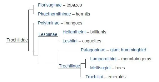 Hummingbirds of the World — Anthony Lujan