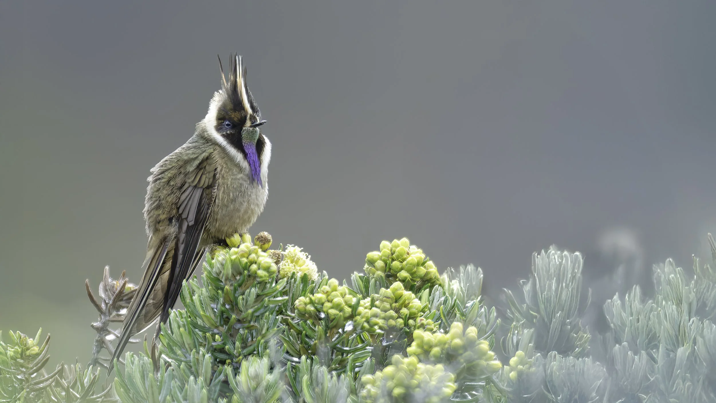 Travel with me to Colombia! | Capture Colombia's Wildlife – Join Today ...