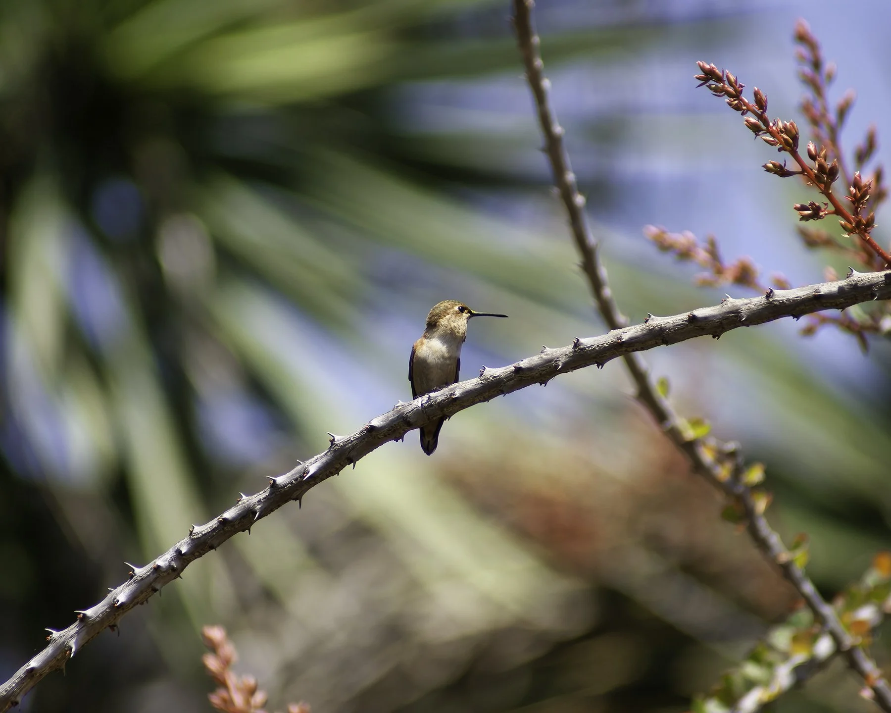 Hummingbird Doppelgangers: How to Tell Them Apart — Anthony Lujan