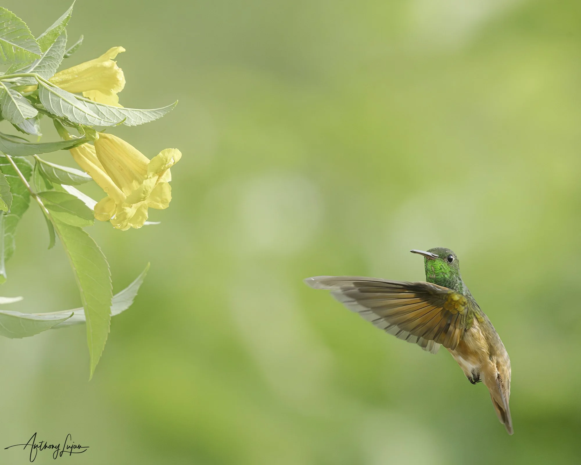 How Fast Can a Hummingbird Fly? — Anthony Lujan