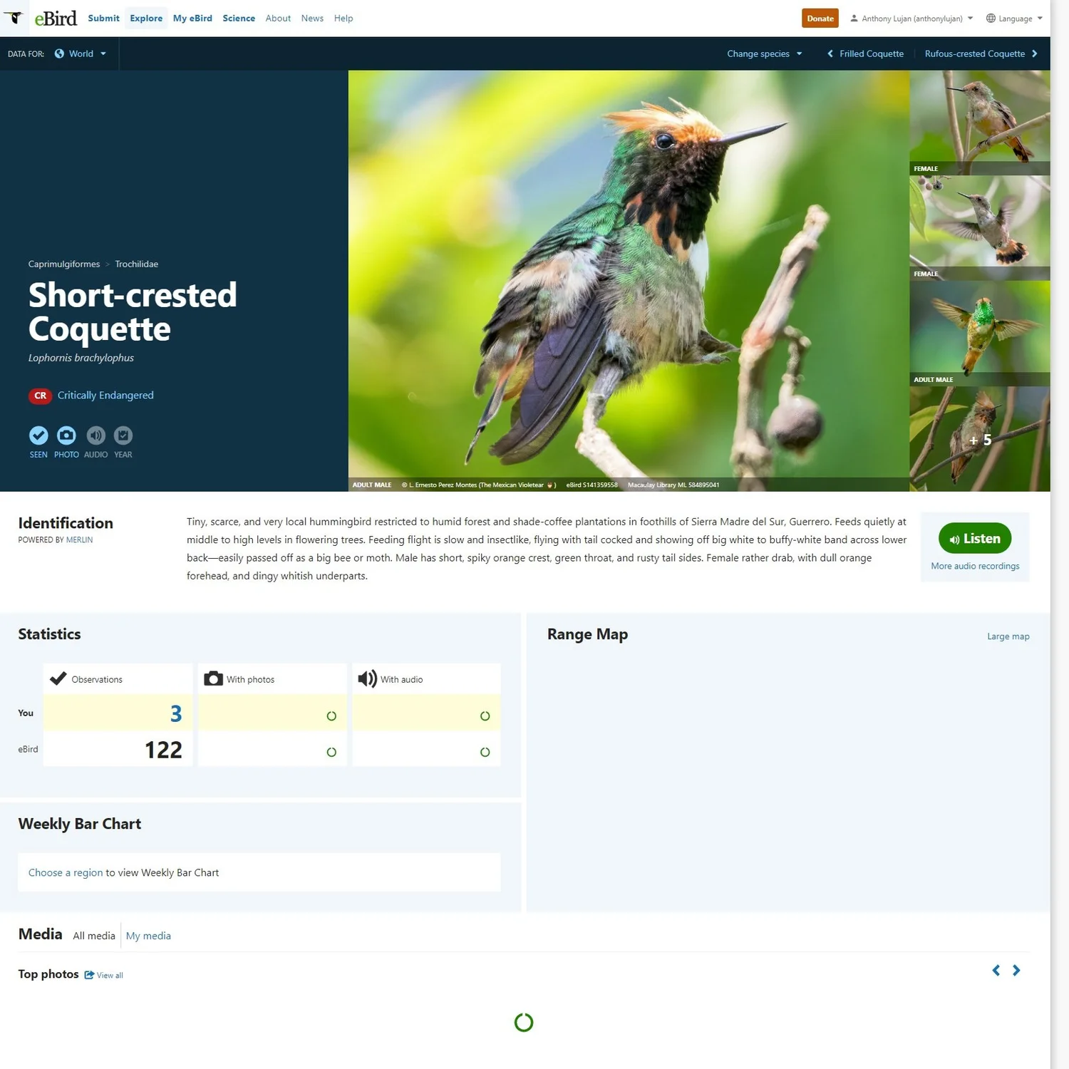 How I Photographed the Short-crested Coquette — Anthony Lujan