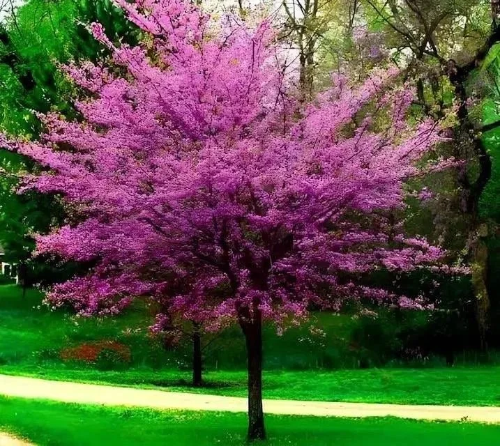 Eastern Redbud Trees: A Stunning Addition to Your Hummingbird Garden ...