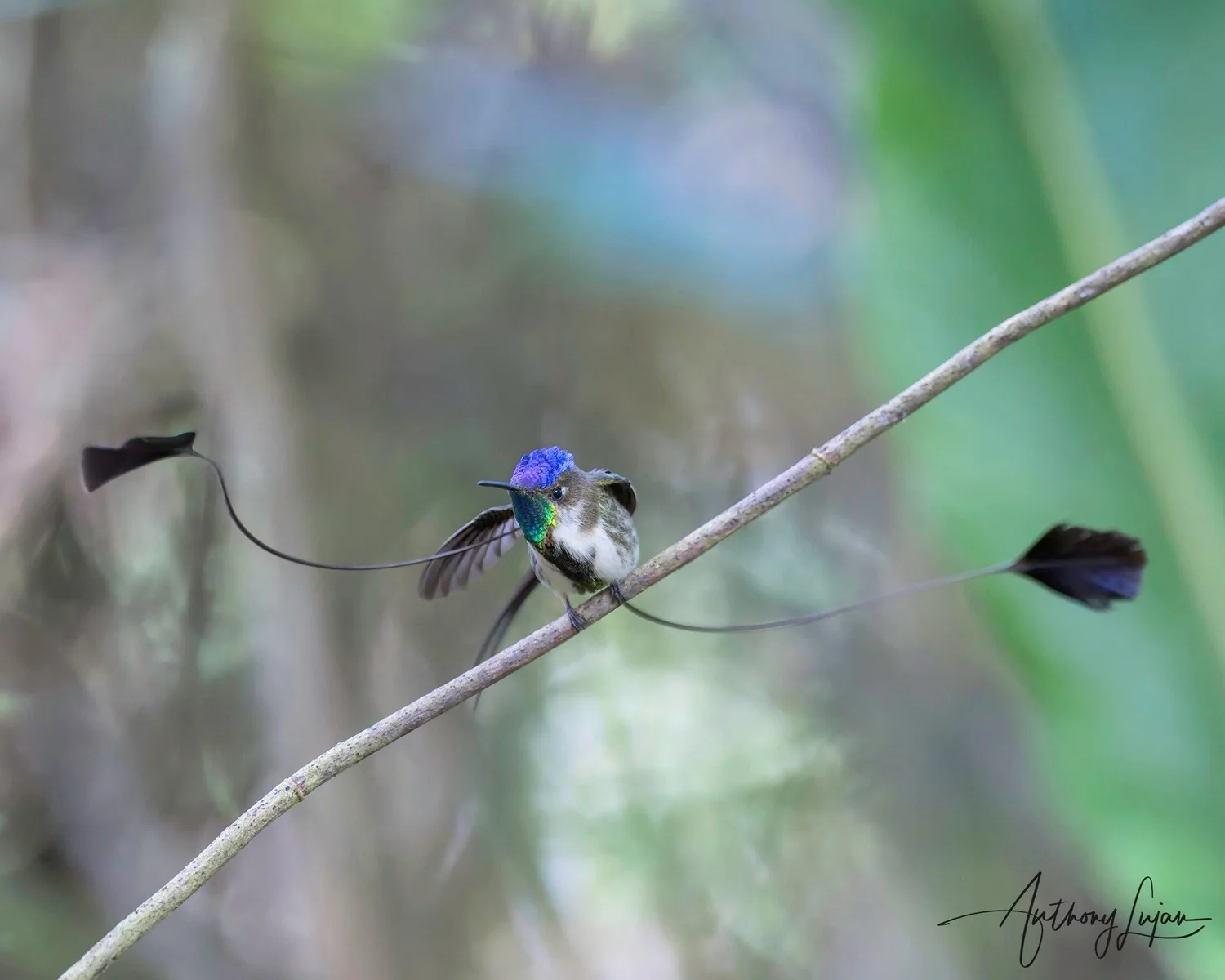 How I Photographed the Marvelous Spatuletail — Anthony Lujan