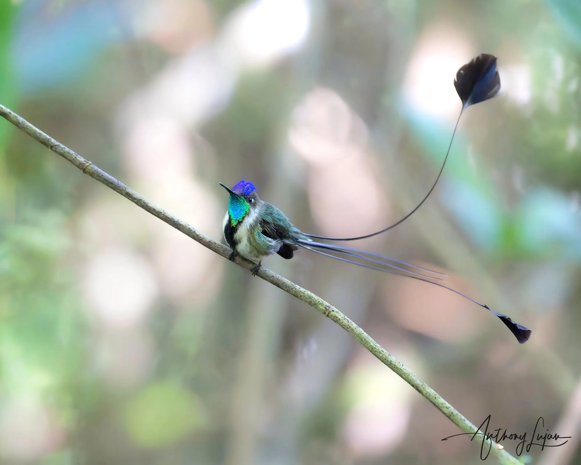 How I Photographed the Marvelous Spatuletail — Anthony Lujan