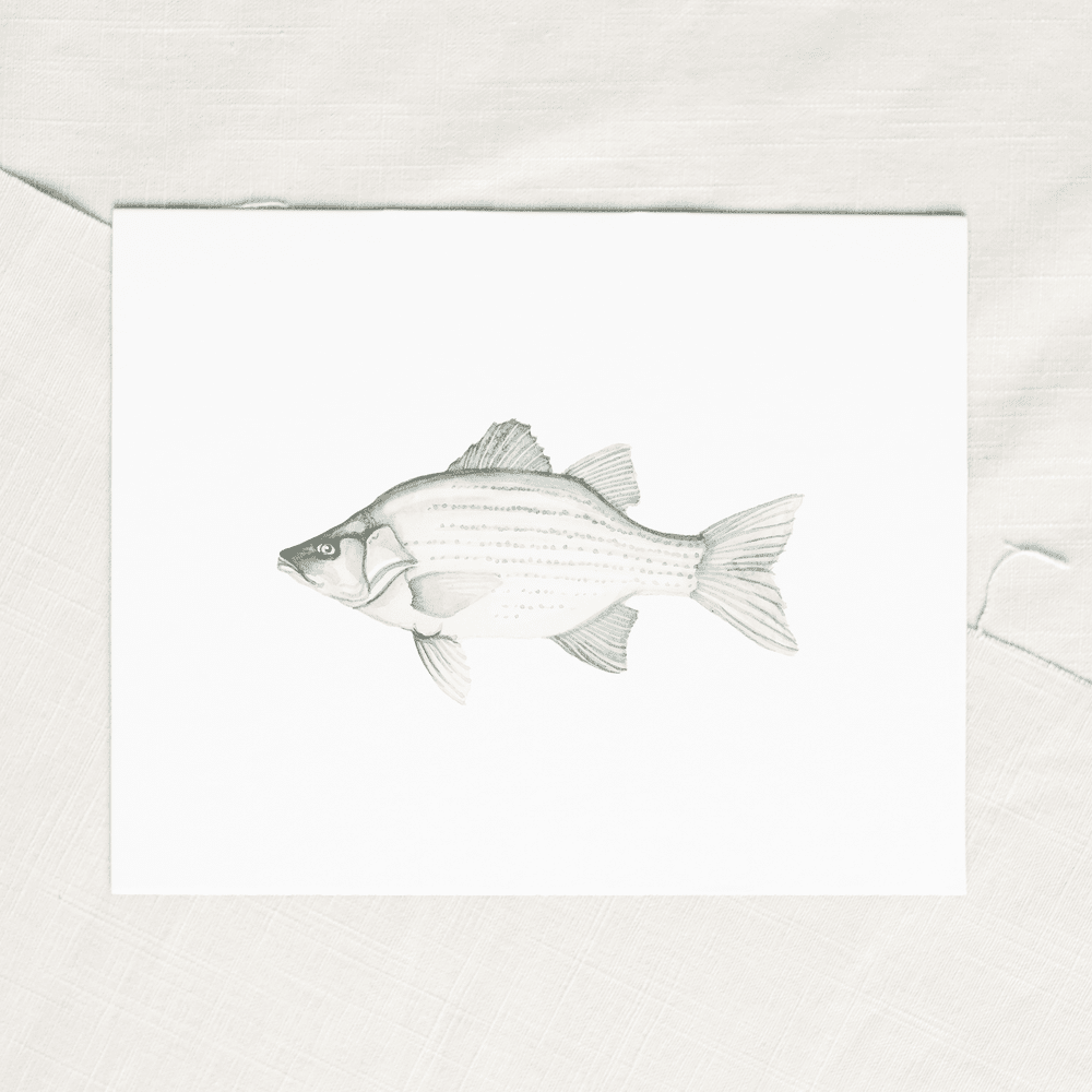 Large Mouth Bass Watercolor — Carson Bradbury