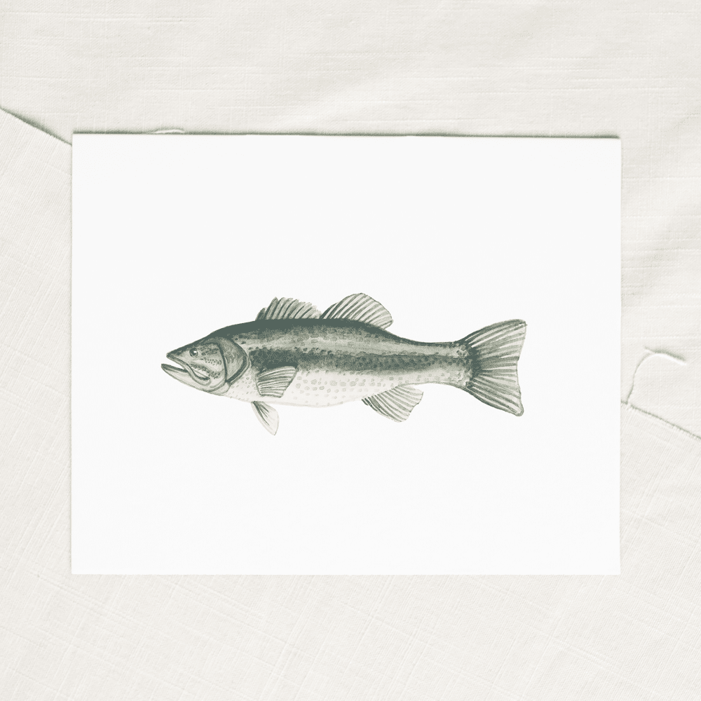 Pencil Drawings Of Bass Fish