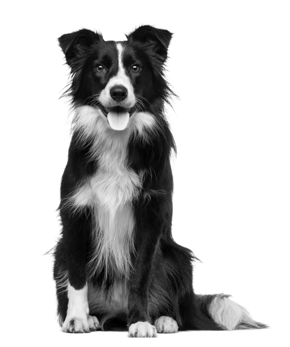 Dogaholics - Calgary