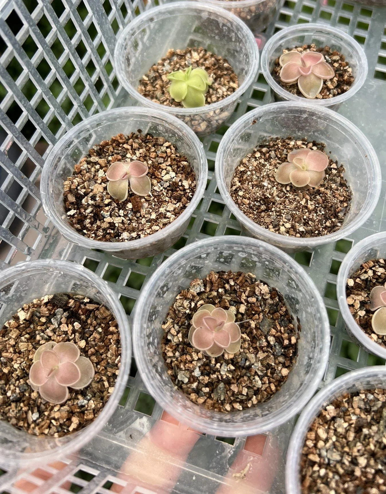 Ping Pot Starter Pack — Understory Labyrinth