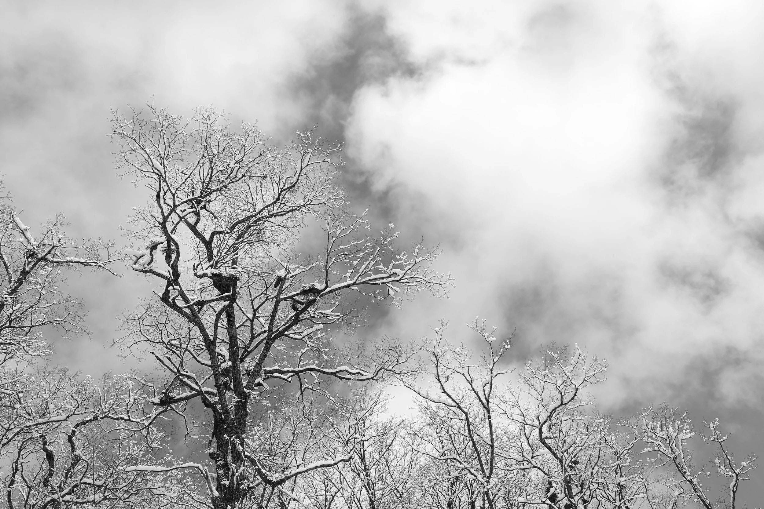 Frozen world — Rachel Kim