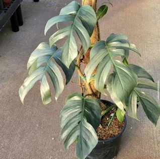 5 Native Philippine Plants to Brighten Your Space — KOLLECTIVE HUSTLE