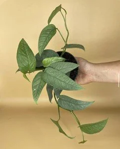 5 Native Philippine Plants to Brighten Your Space — KOLLECTIVE HUSTLE