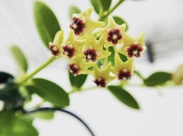 5 Native Philippine Plants to Brighten Your Space — KOLLECTIVE HUSTLE