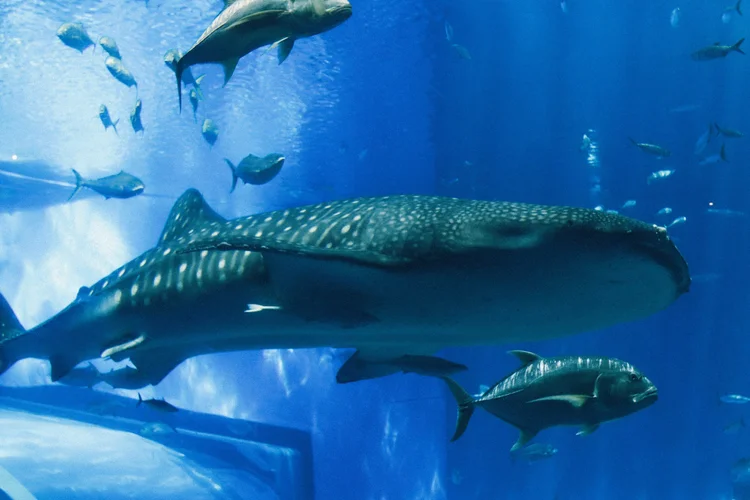 Exploring the Sharks of the Philippines: Nature's Ocean Guardians ...
