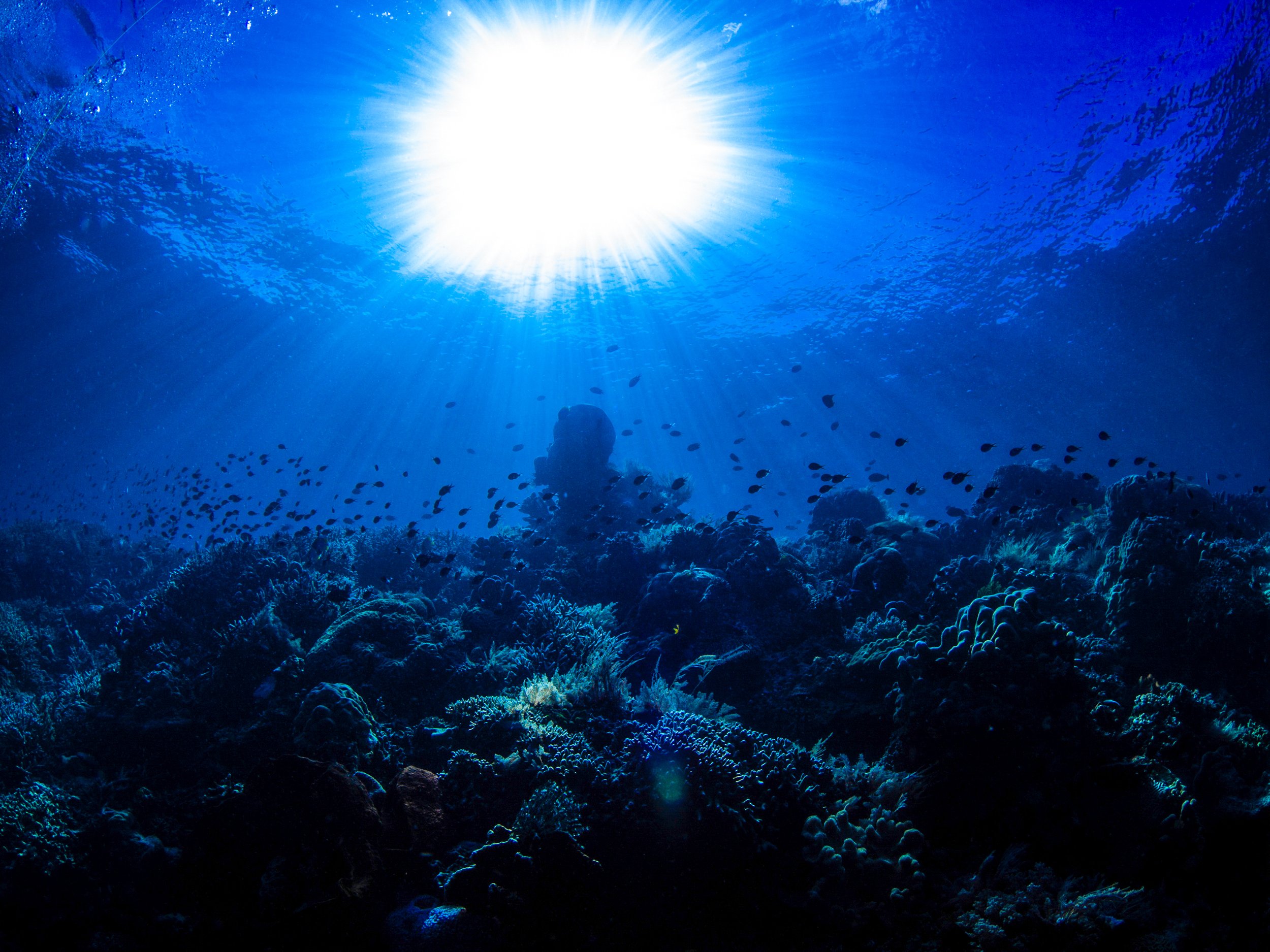 The Deep Wonders of the Philippine Trench: A Marine Treasure of ...
