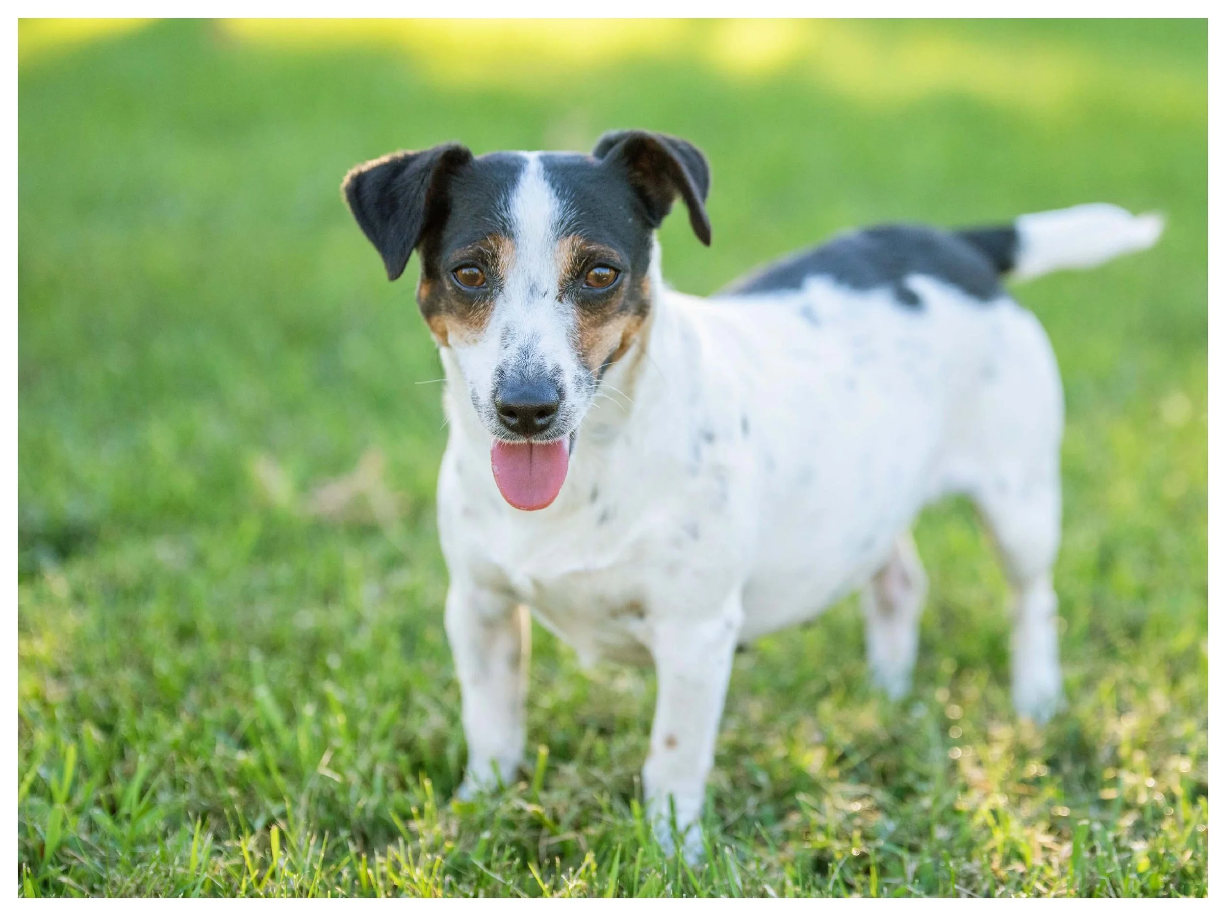 Jack Russell Sires and Dams — Jack Russell's of Southern Idaho