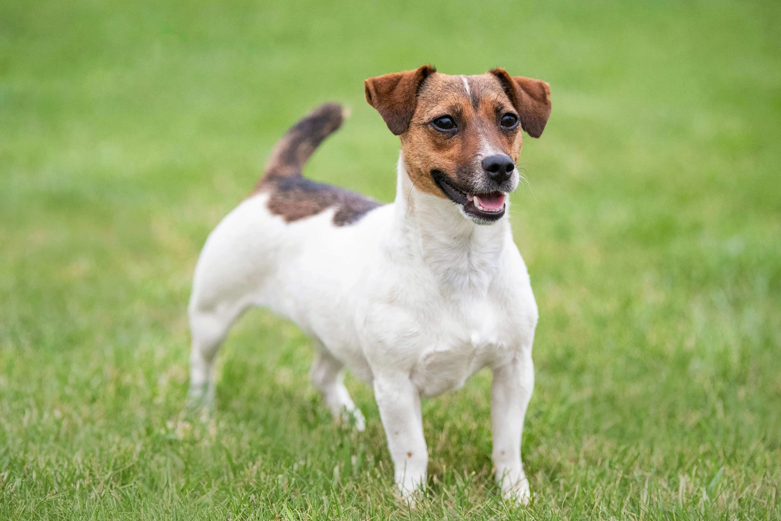 Jack Russell Sires and Dams — Jack Russell's of Southern Idaho