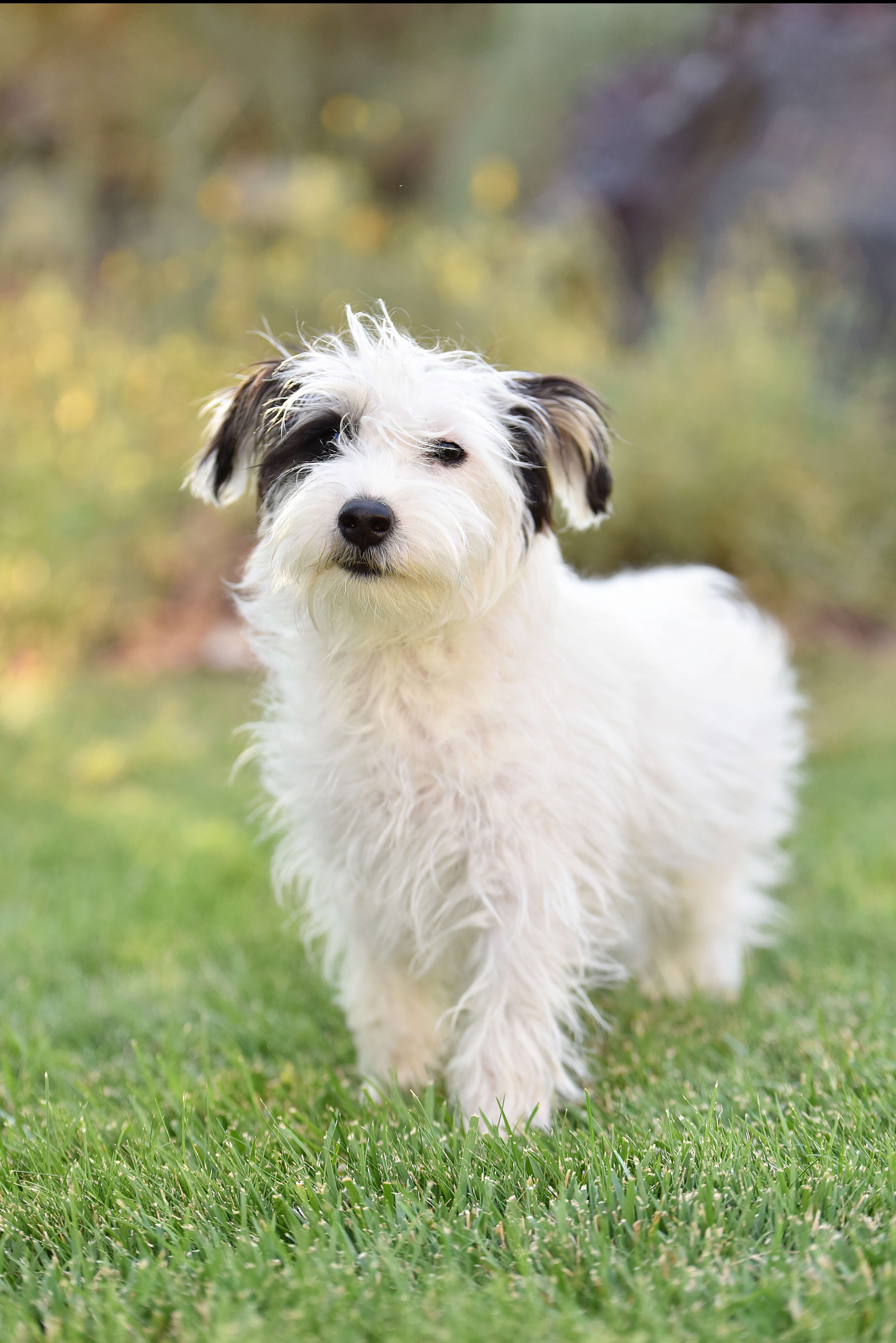 Jack Russell Sires and Dams — Jack Russell's of Southern Idaho