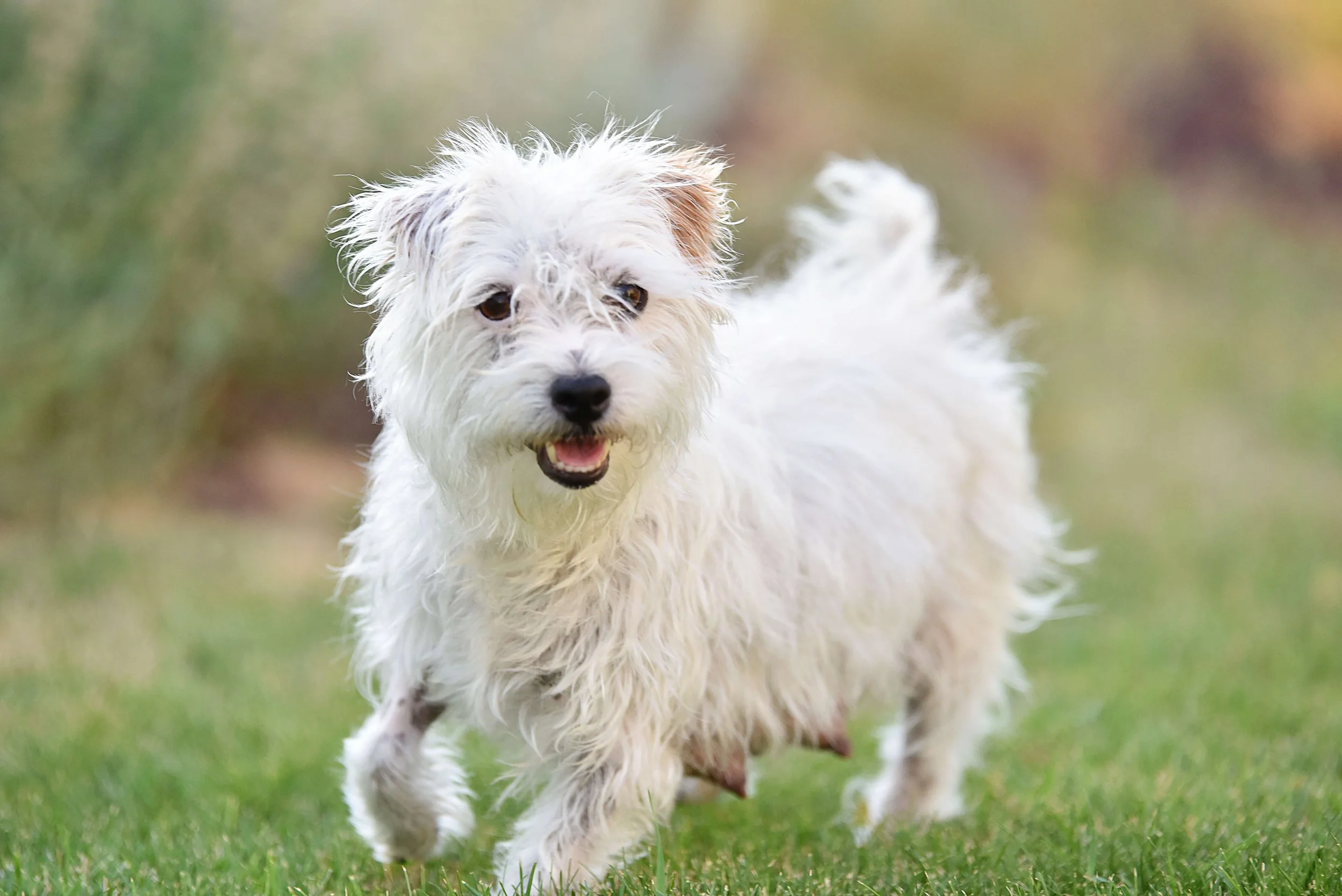 Jack Russell Sires and Dams — Jack Russell's of Southern Idaho