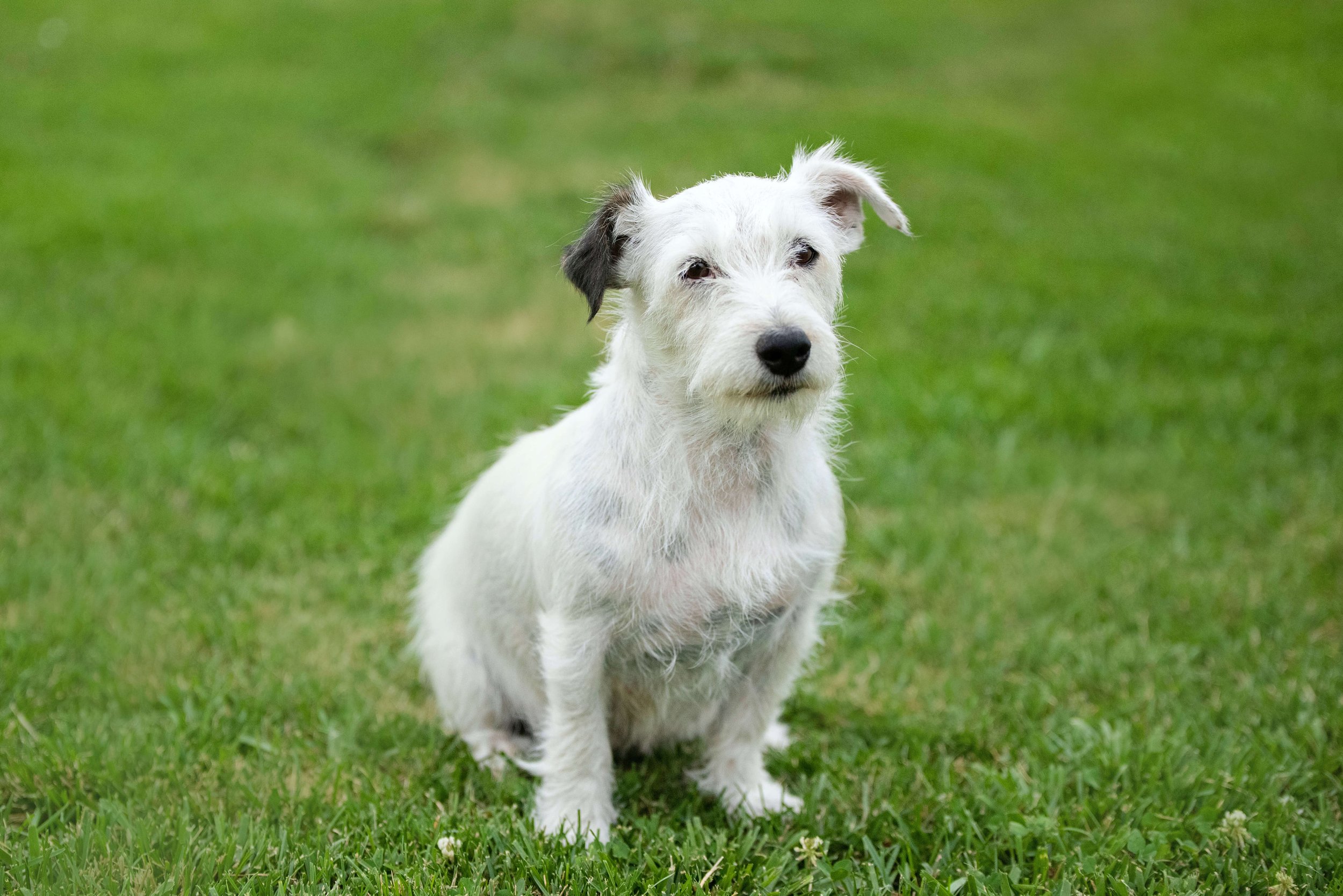 Jack Russell Sires and Dams — Jack Russell's of Southern Idaho