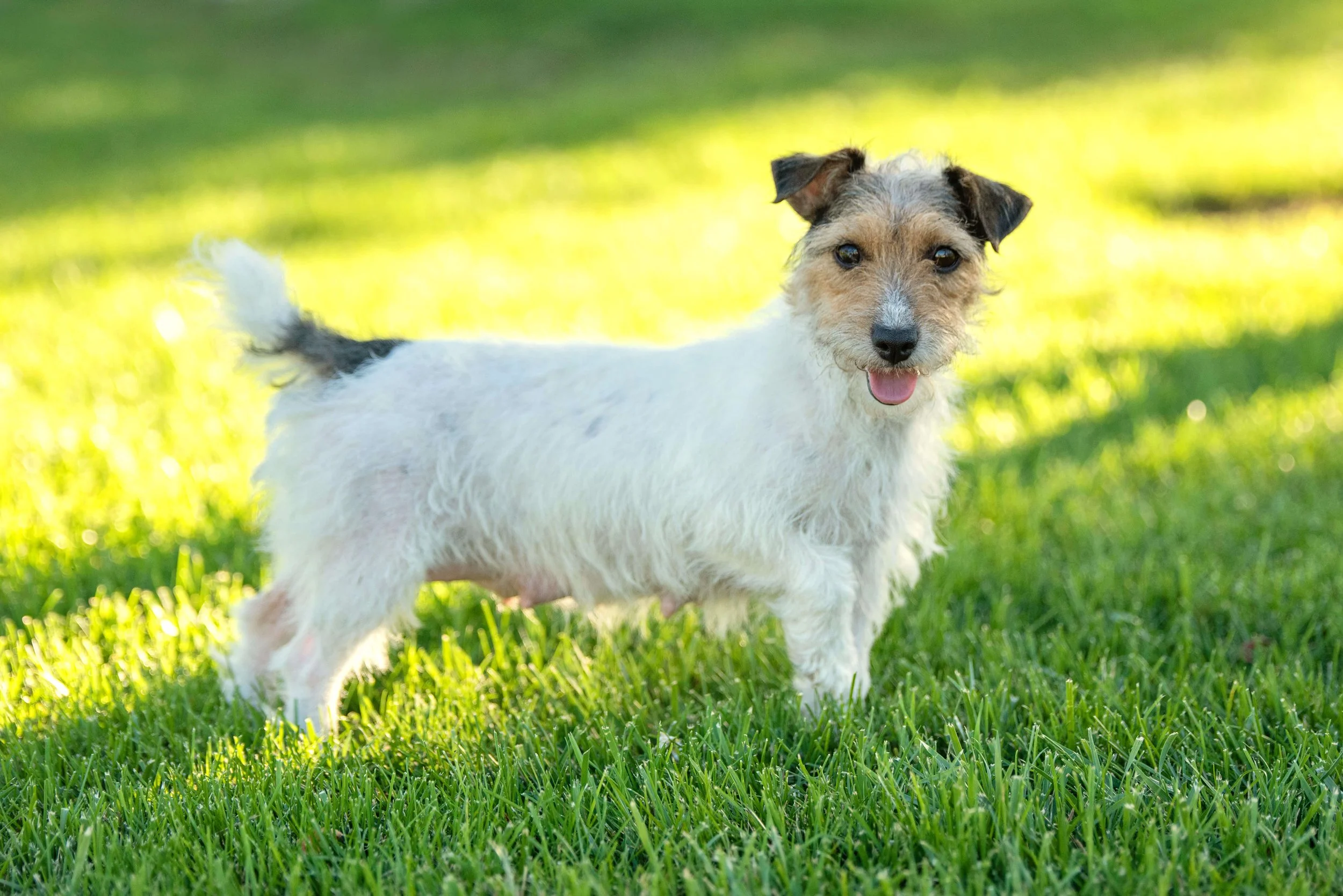 Jack Russell Sires and Dams — Jack Russell's of Southern Idaho