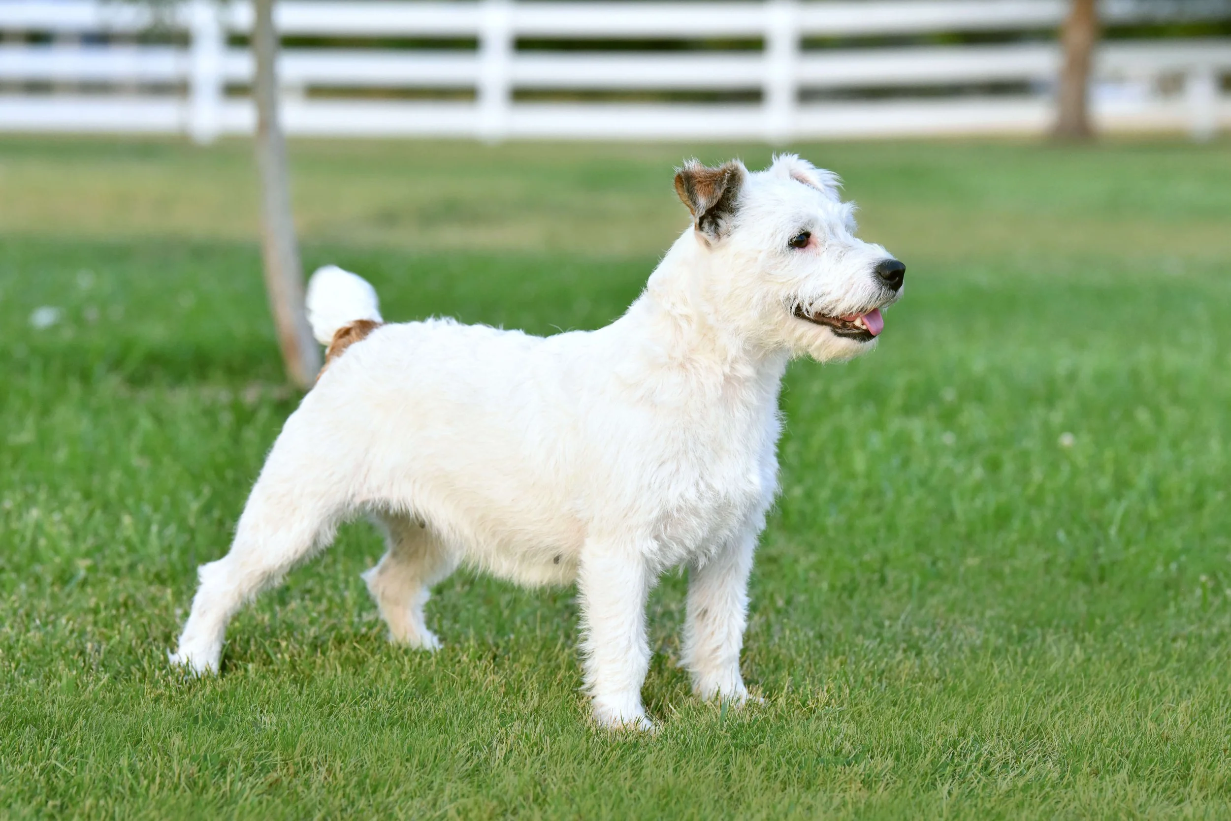 Jack Russell Sires and Dams — Jack Russell's of Southern Idaho