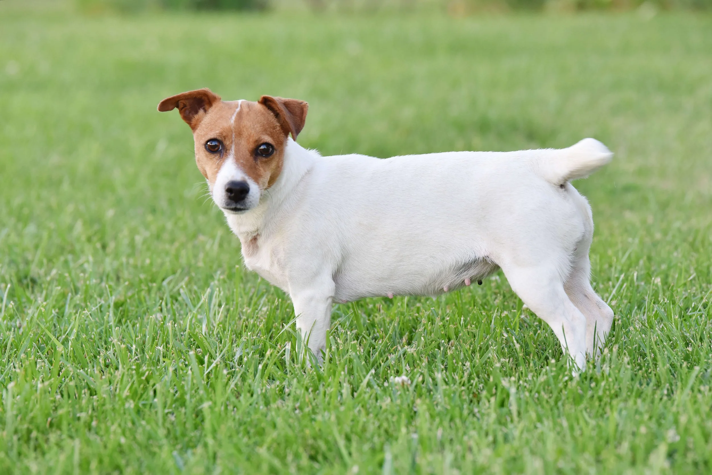 Jack Russell Sires and Dams — Jack Russell's of Southern Idaho