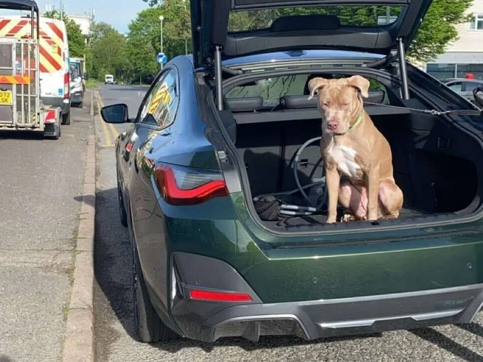 The best electric cars for dog owners | The Electric Car Scheme