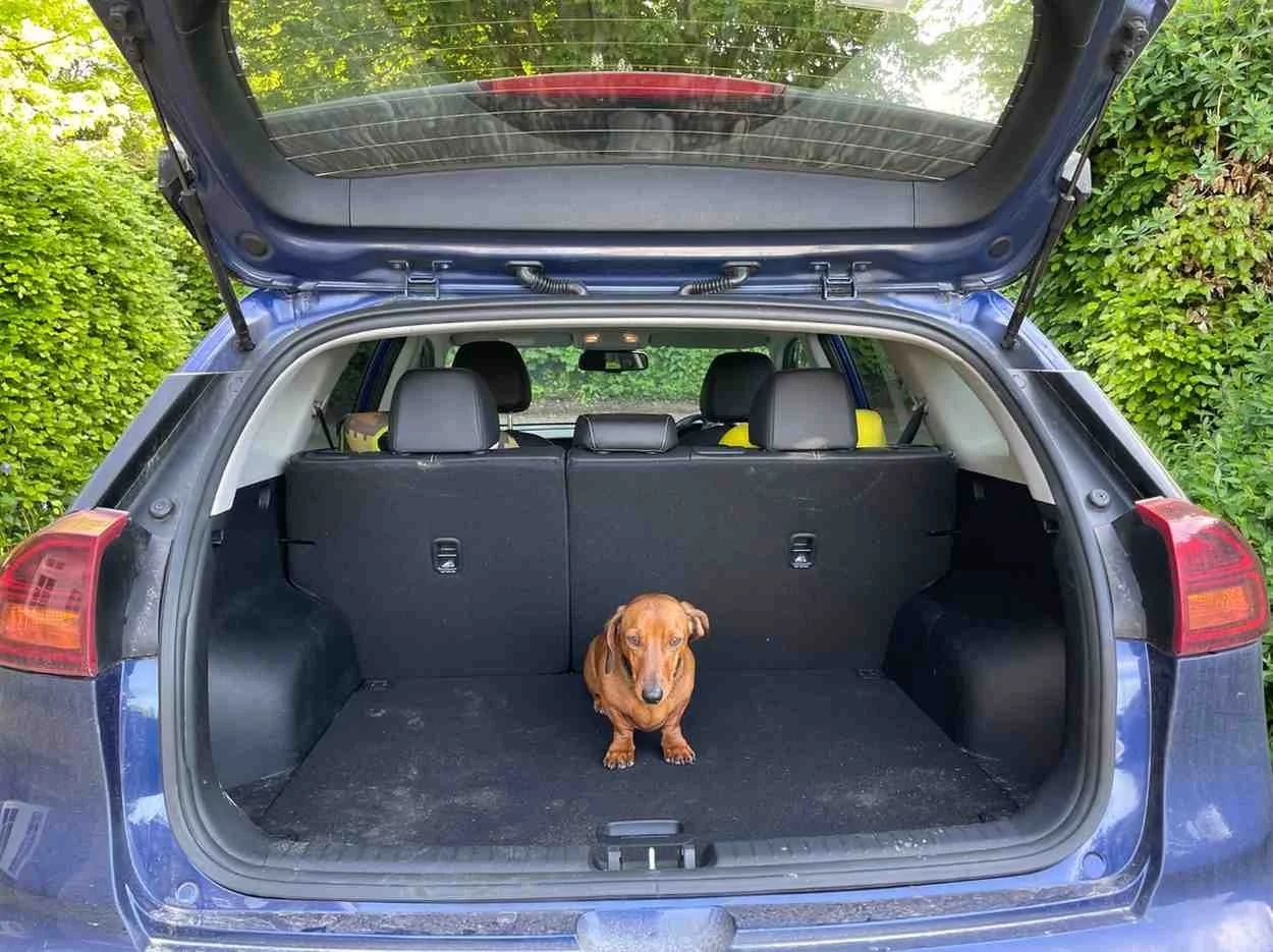 The best electric cars for dog owners | The Electric Car Scheme