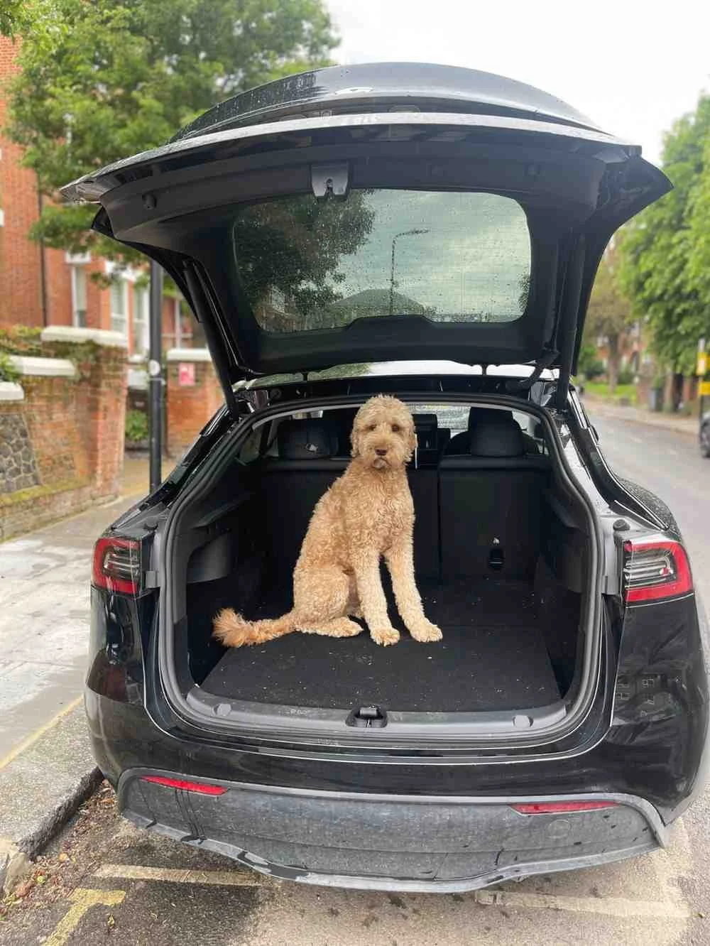 The Best Electric Cars For Dogs | The Electric Car Scheme