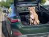 The Best Electric Cars For Dogs | The Electric Car Scheme