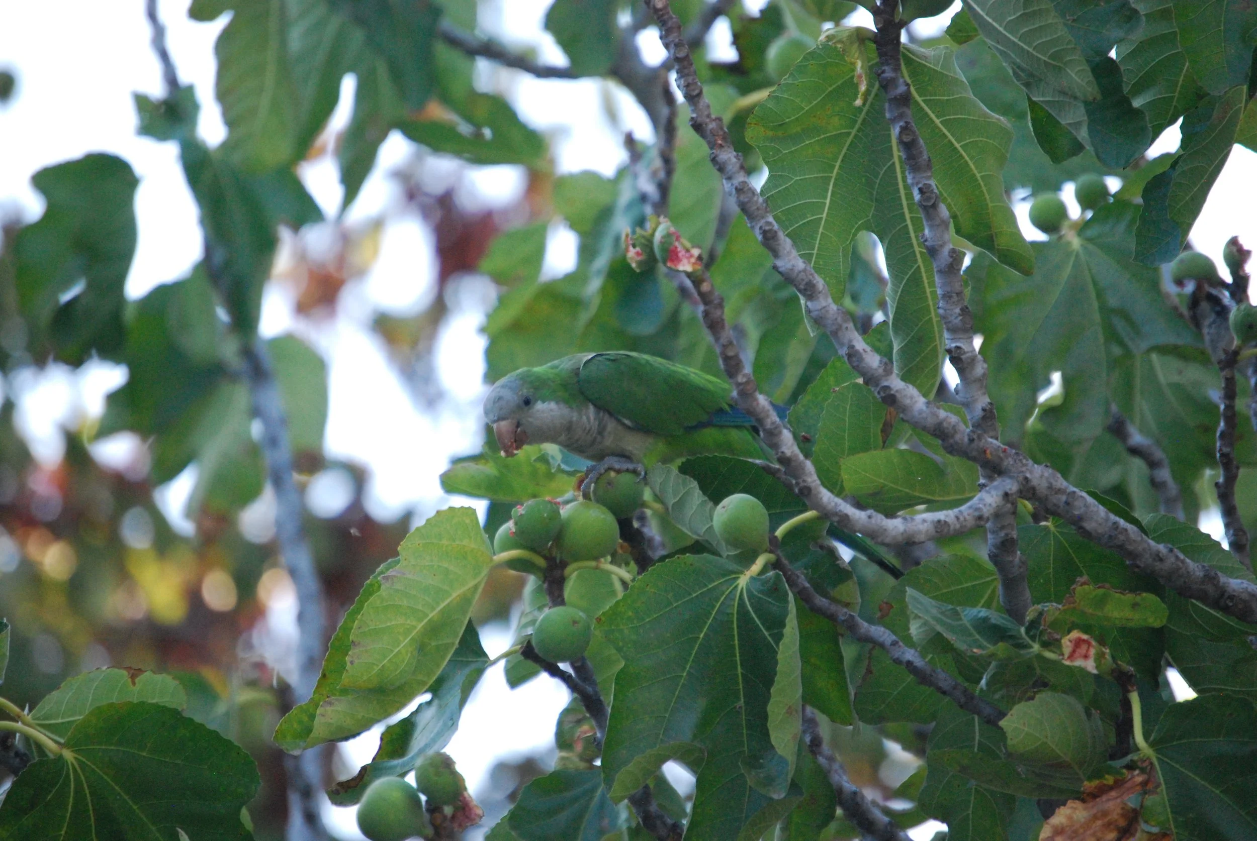 Birds — Photography by Hilda Speicher