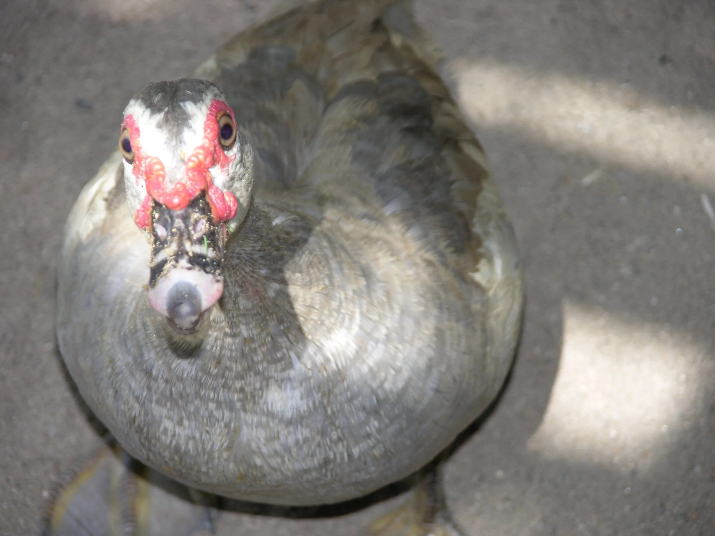 Birds — Photography by Hilda Speicher