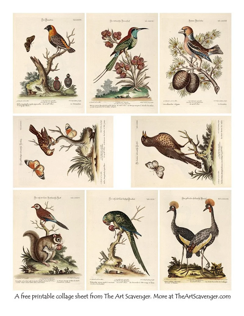 Beautiful Bird Journal Cards — The Art Scavenger