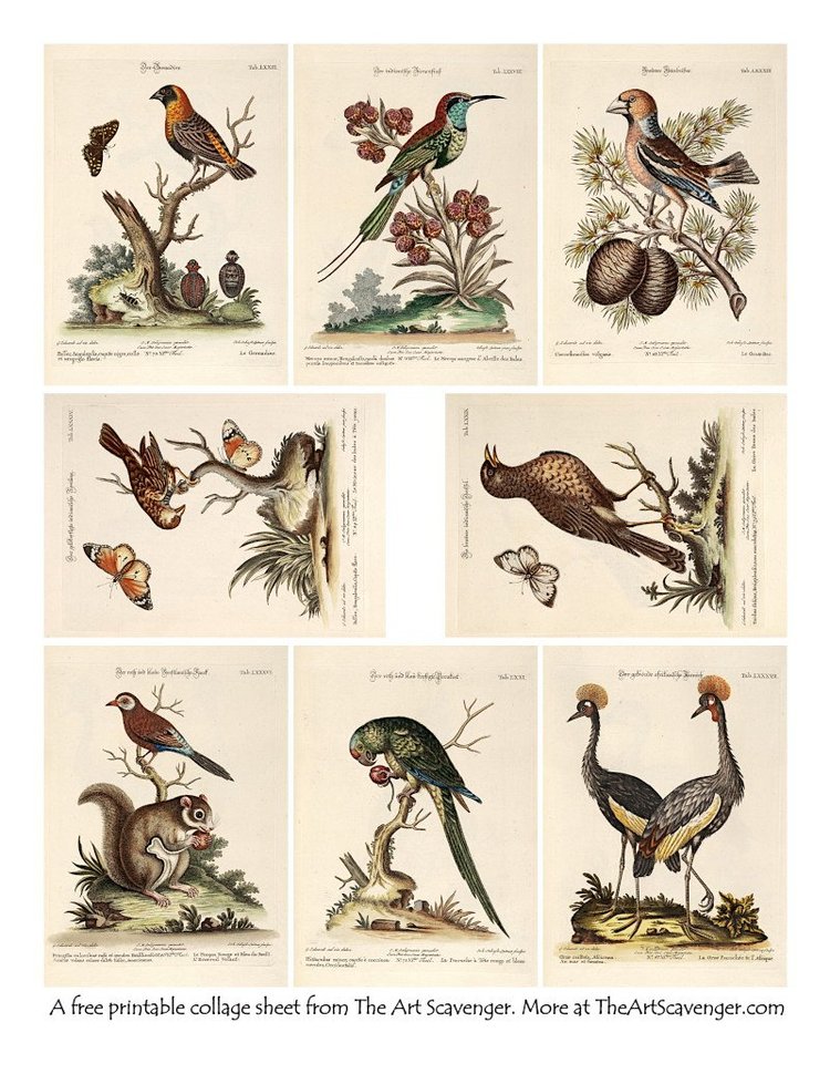 Beautiful Bird Journal Cards — The Art Scavenger