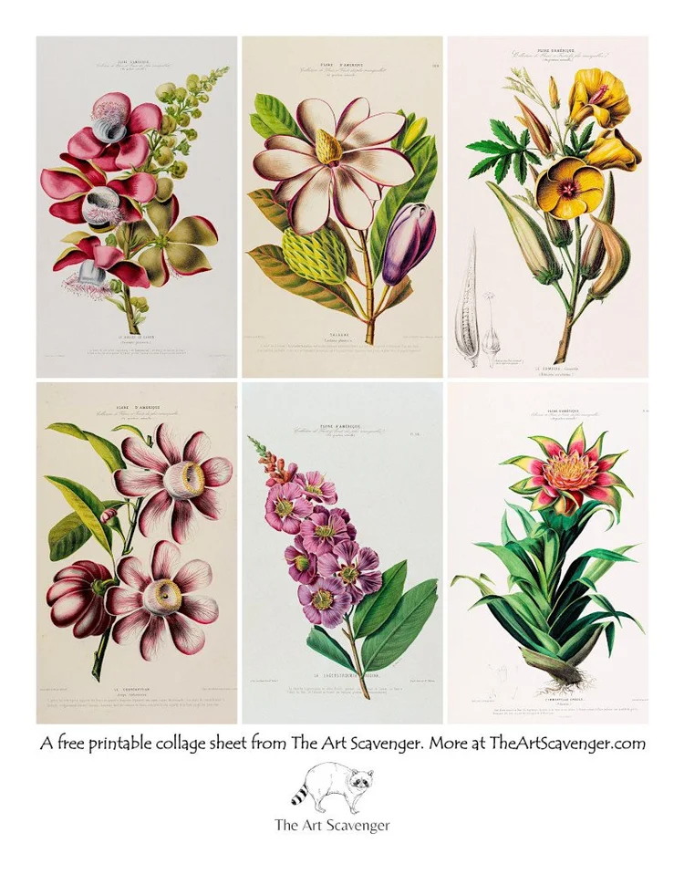 Free Printable Flora of the French West Indies Botanical Collage Sheets ...