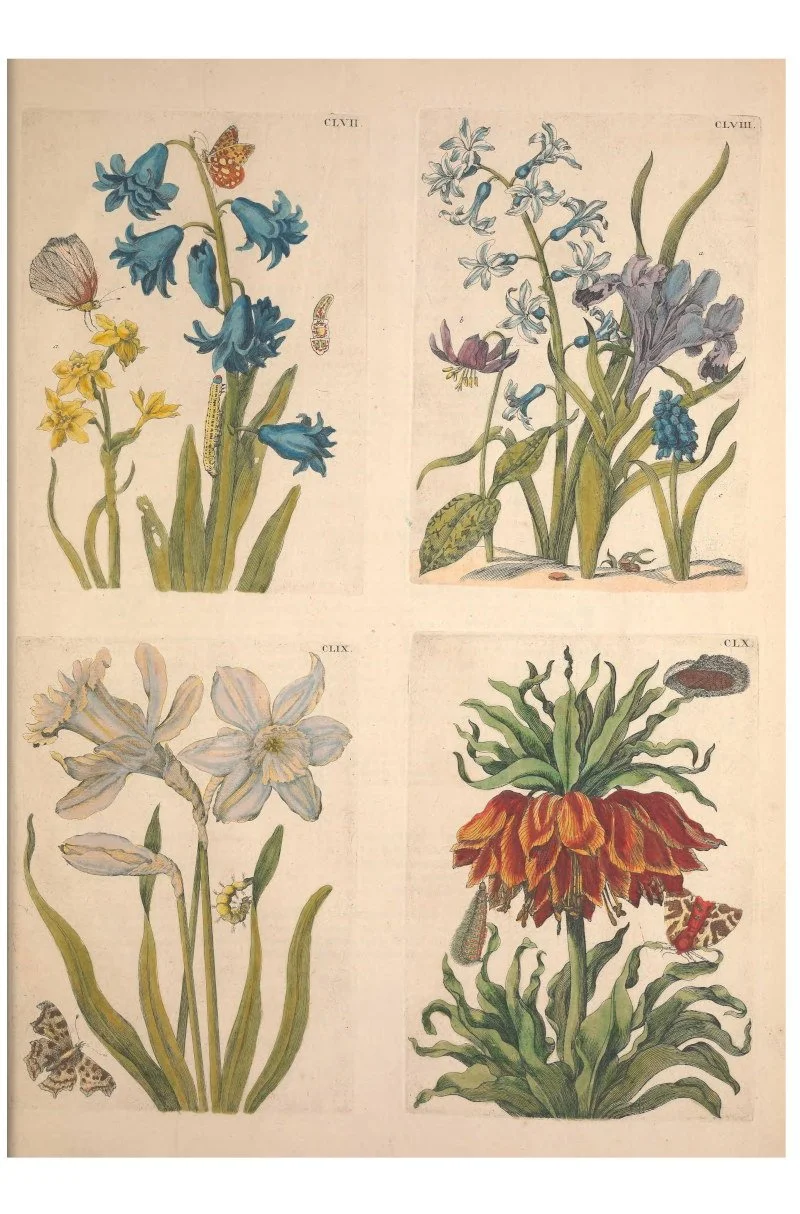 Free Floral Vintage Printables — The Art Scavenger