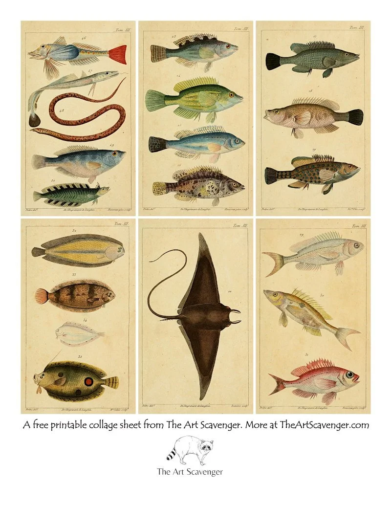 Free Vintage Fish Illustration Journal Cards — The Art Scavenger