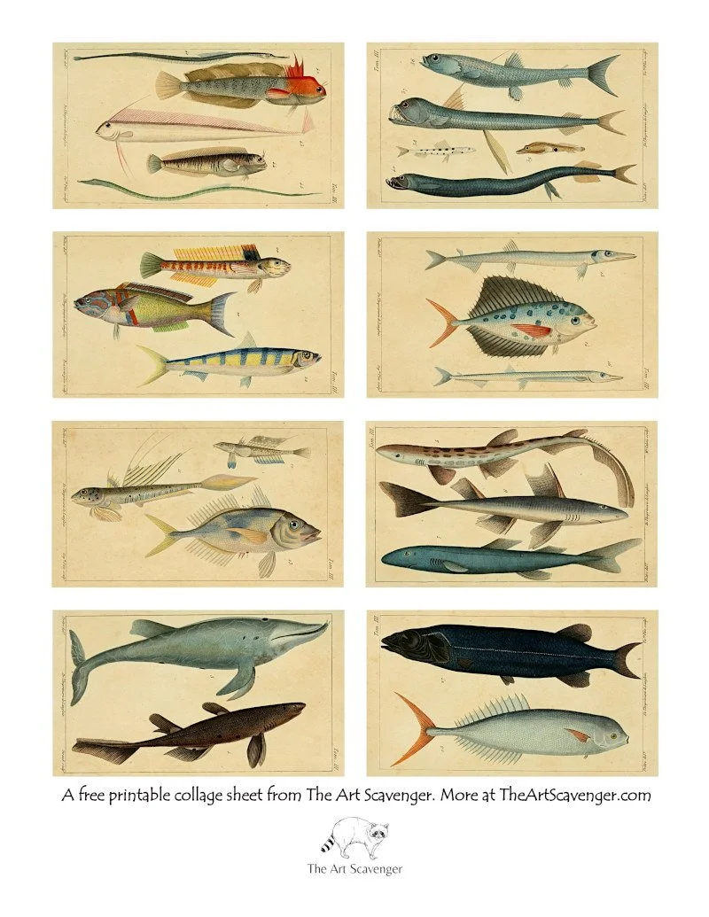 Free Vintage Fish Illustration Journal Cards — The Art Scavenger