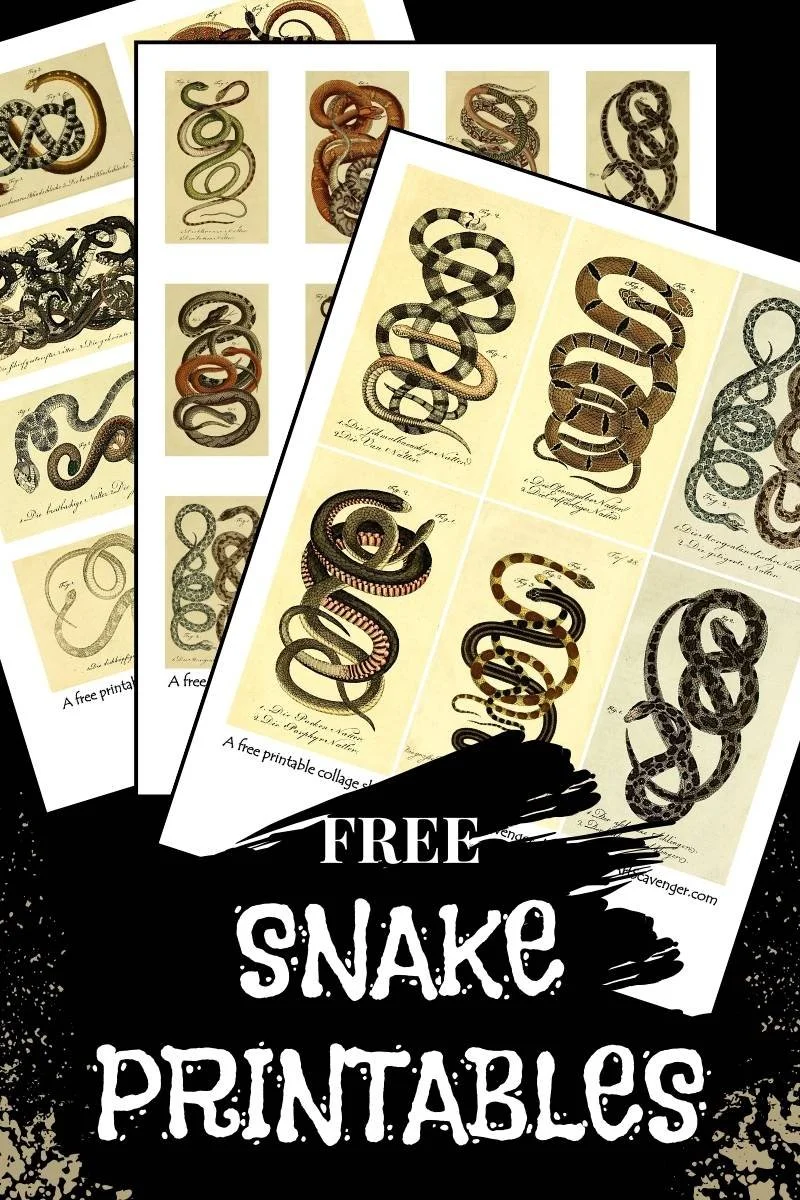Free Vintage Snake Ephemera: Printable Illustrations for Gothic and ...
