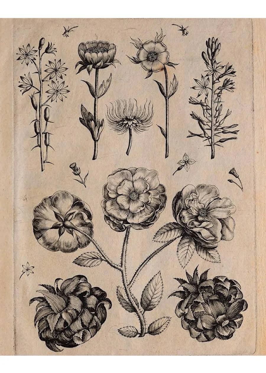 Free Flower Image Printables Plus Affordable and Free Ways to Build an ...