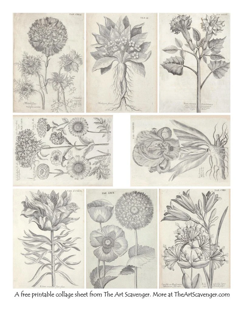 Botanical/Garden — Free Printable Collage & Ephemera Sheets — The Art ...