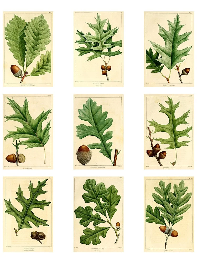 Acorn and Oak Leaf Printables — The Art Scavenger